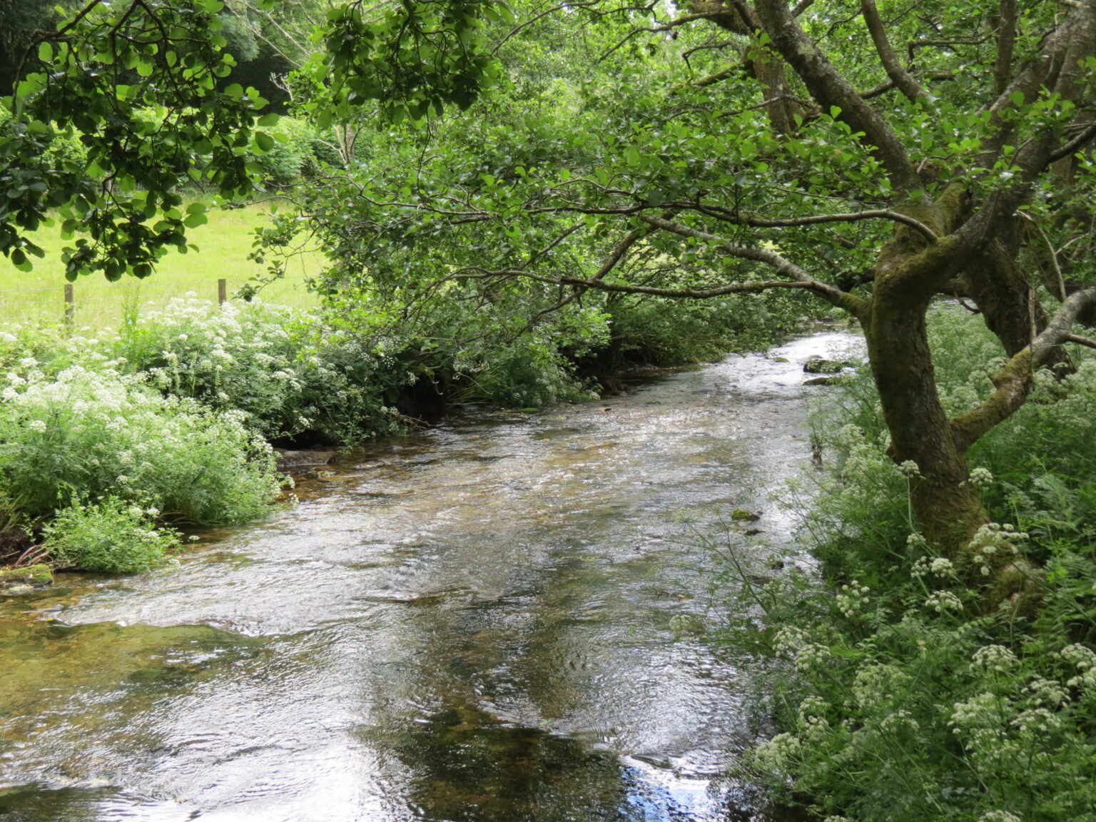 River Exe – Somerset Rivers