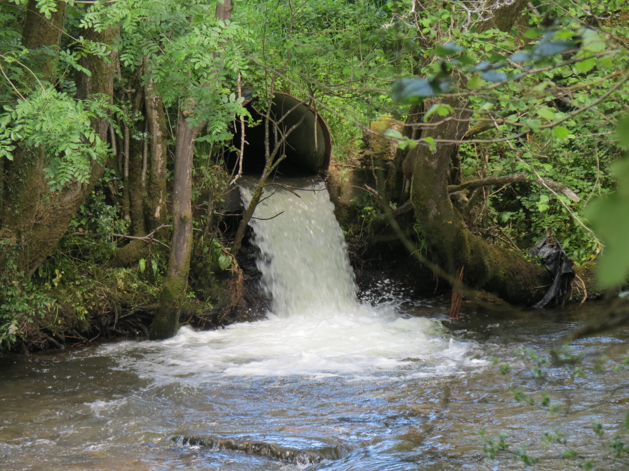 River Exe – Somerset Rivers